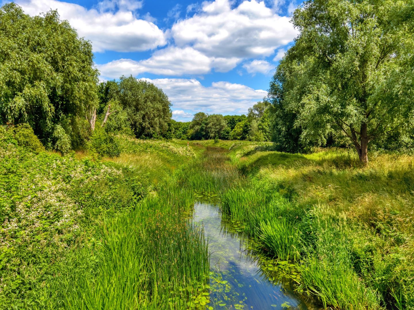 13 proposals for the London Rewilding Taskforce - CPRE London