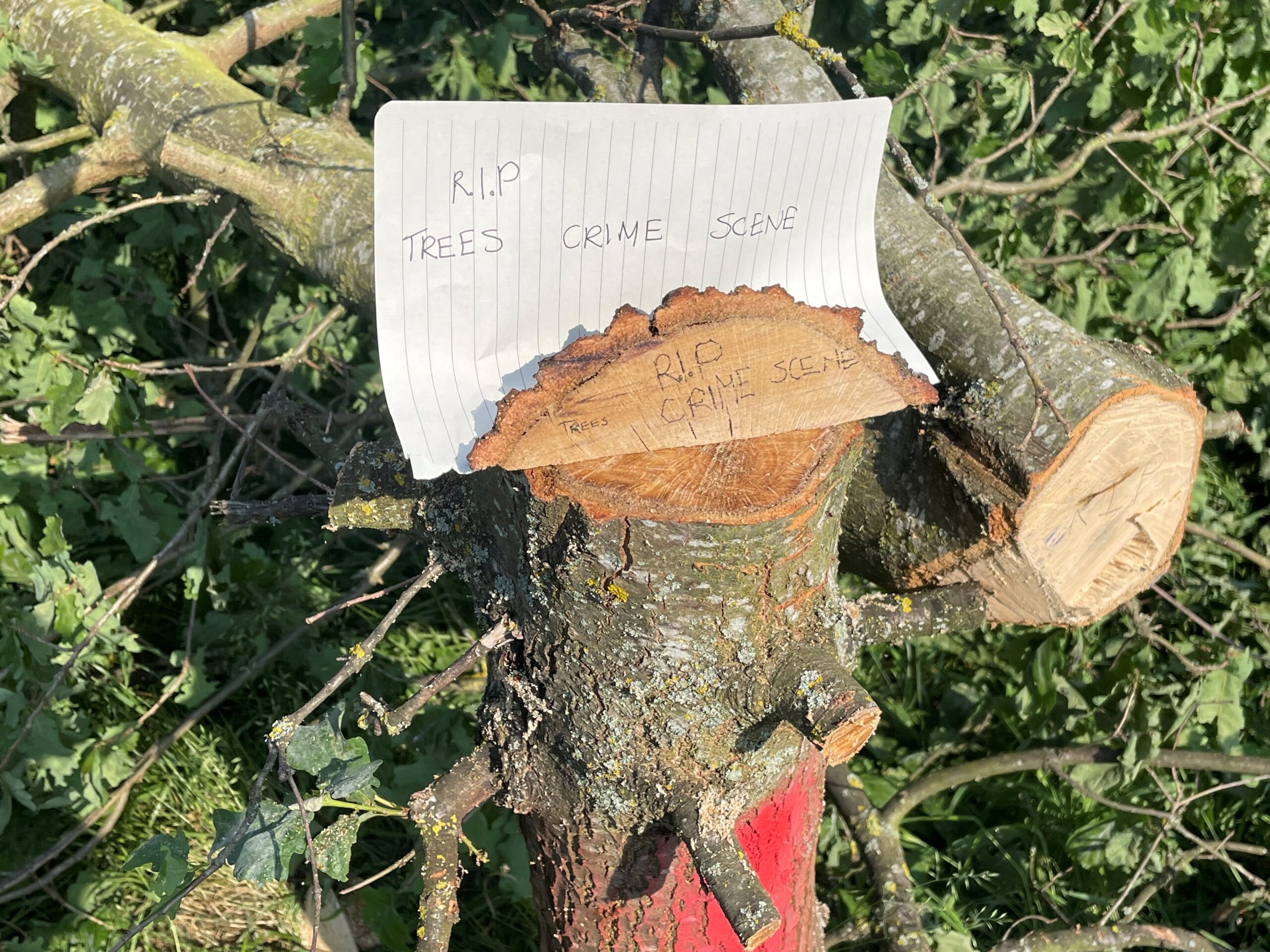 Call for restoration of Bromley tree massacre site - CPRE London