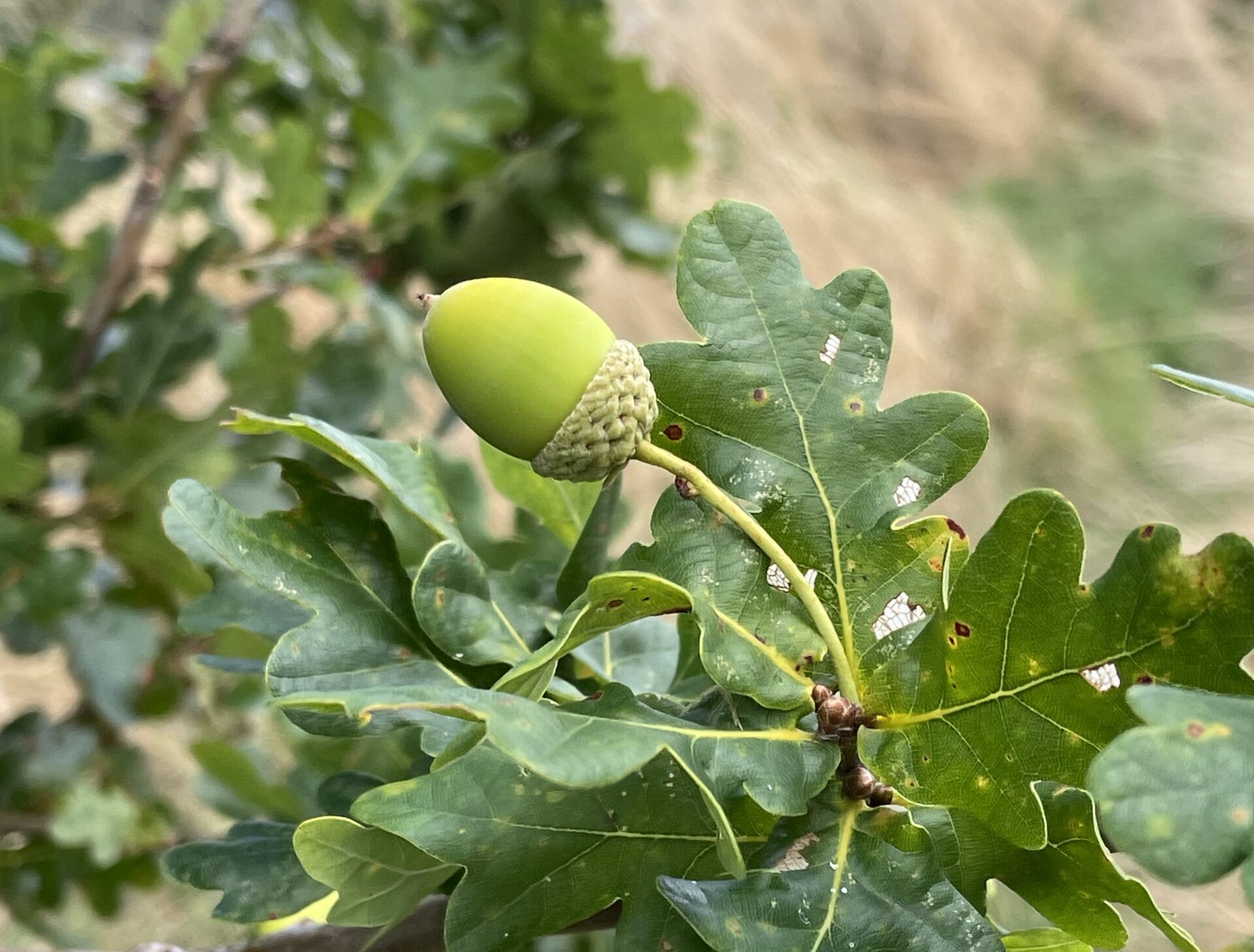 Take one acorn…a remarkable journey - CPRE London