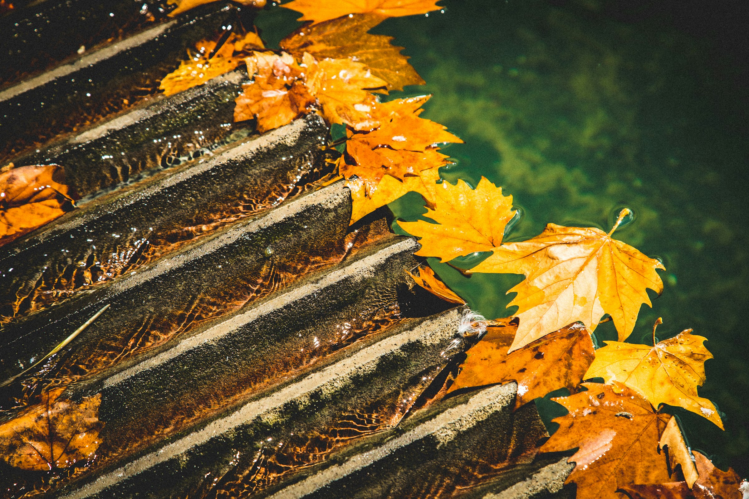 New insights show impact of rainfall changes on our plants - CPRE London