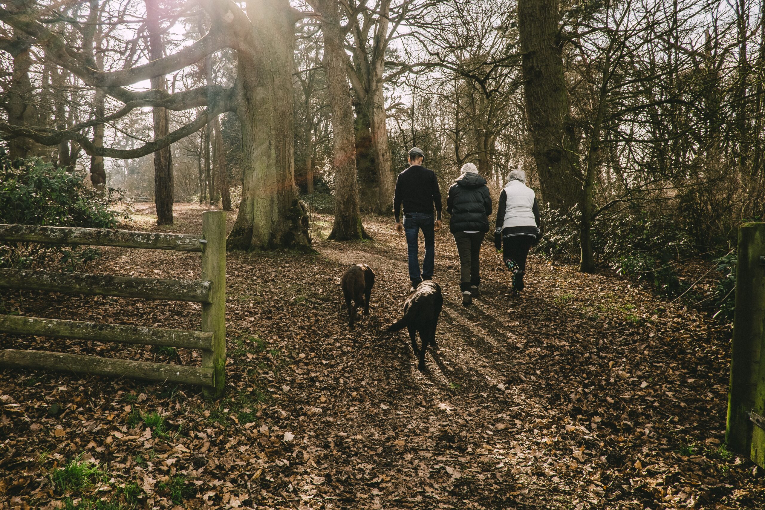 Let's go walkies! It's Walk Your Dog Month - CPRE London