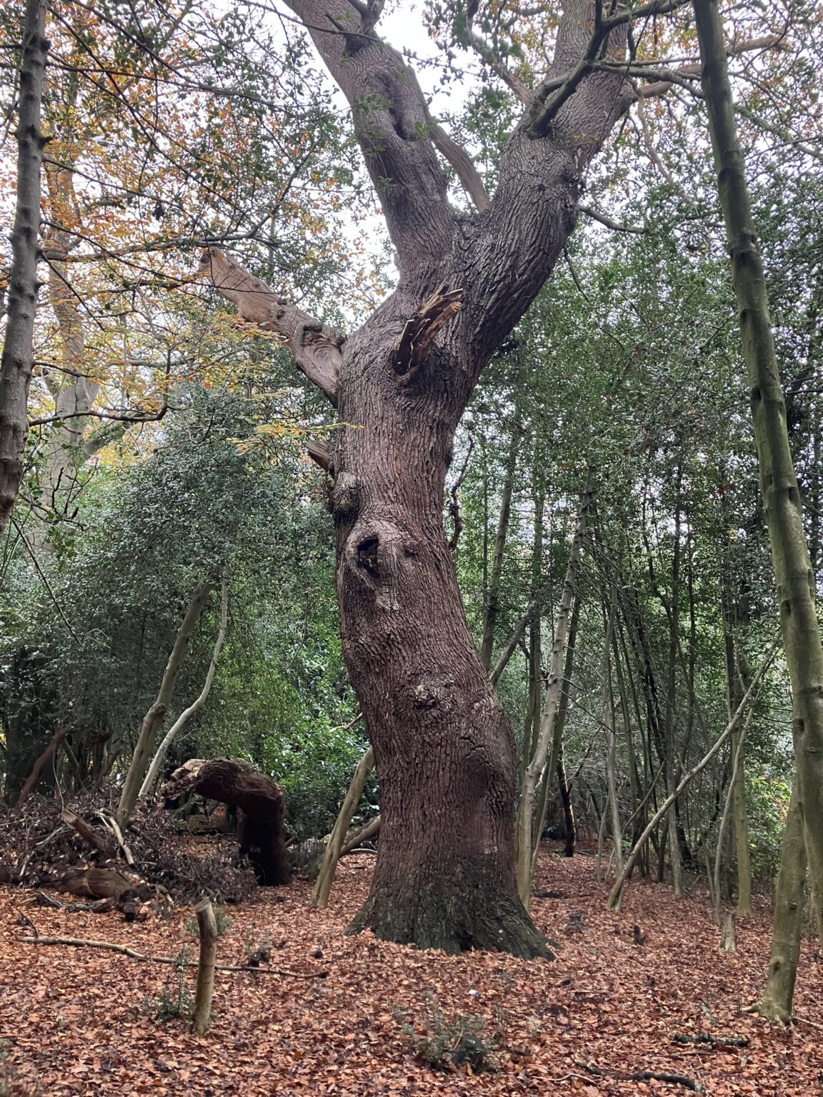 Major progress on London Tree Ring in 2025 - CPRE London